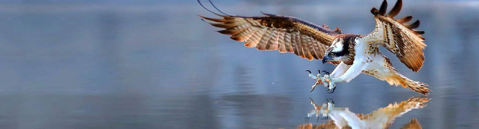 Remote Monitoring & Control Solutions for Critical Infrastructures